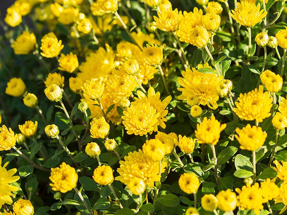 Tipps & Tricks - Complemedis